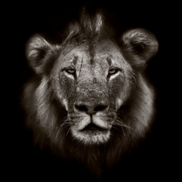 lionrar | Other | Lion Raaaaaaaaarrrrrrr Smell Good | Poshmark